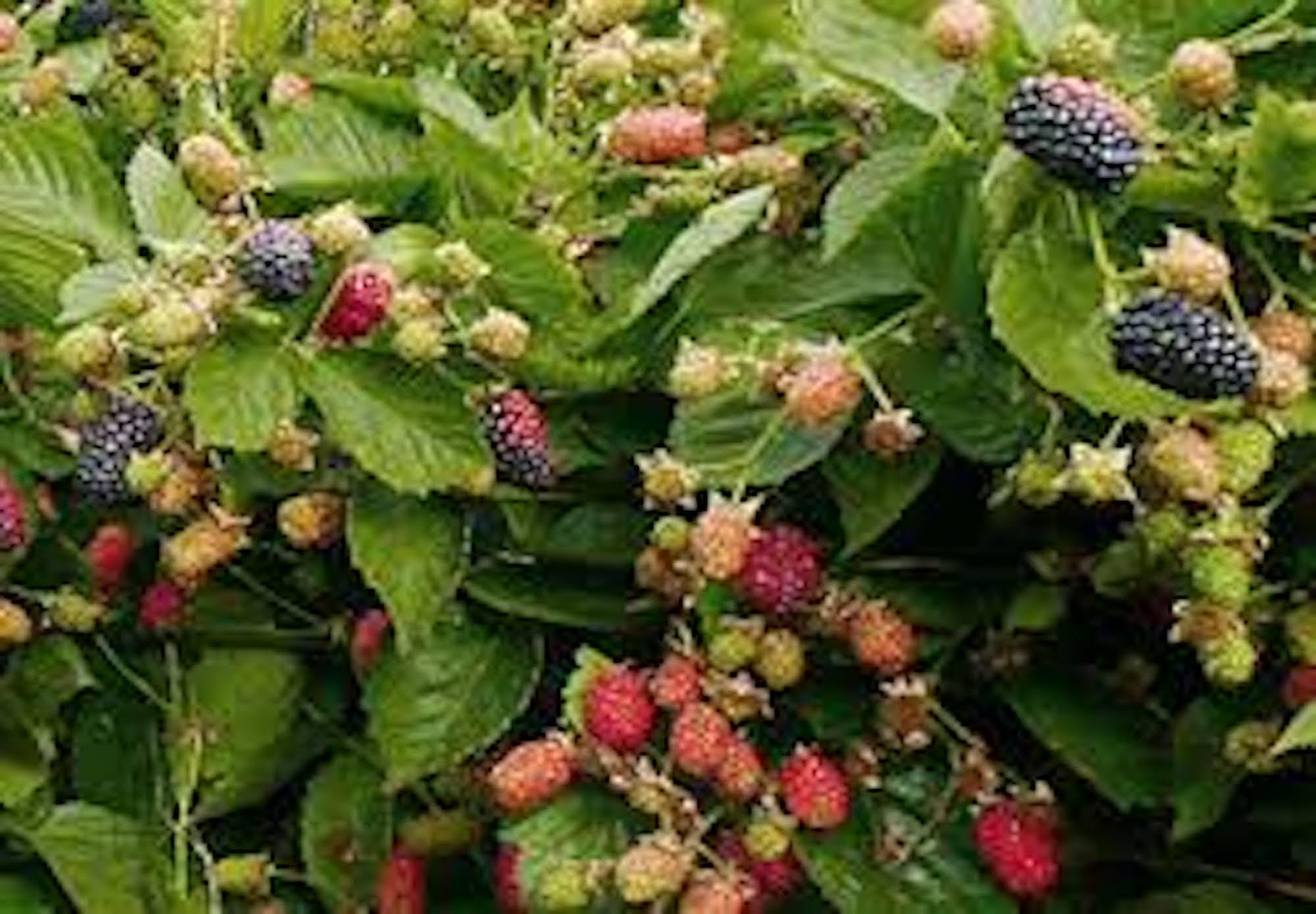 5 Prime Ark 45 Blackberry Plant Primocane Rubus Starter Plant Fruit ...