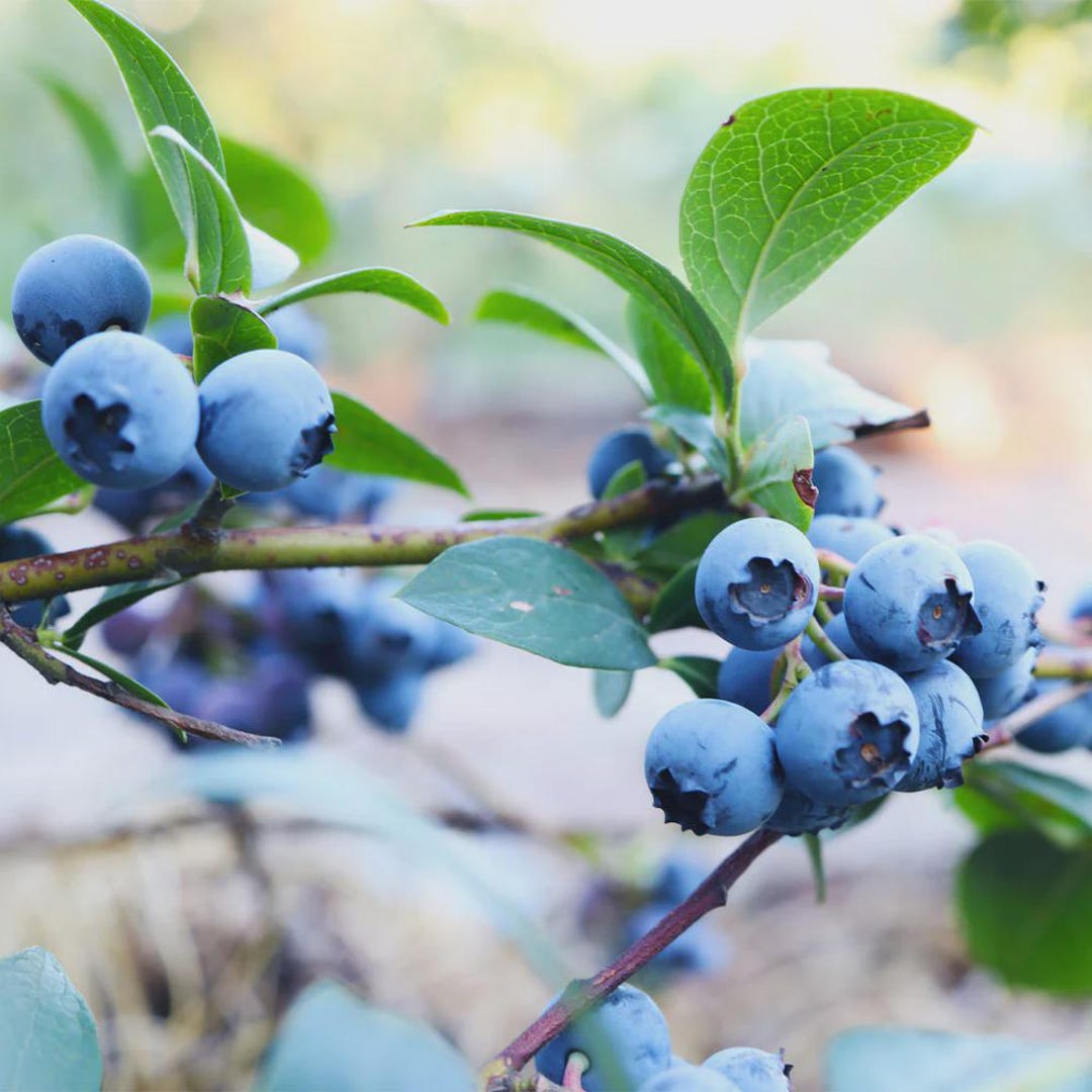 5 Sunshine Blue Blueberry Starter Plug Vaccinium Corymbosum - Etsy
