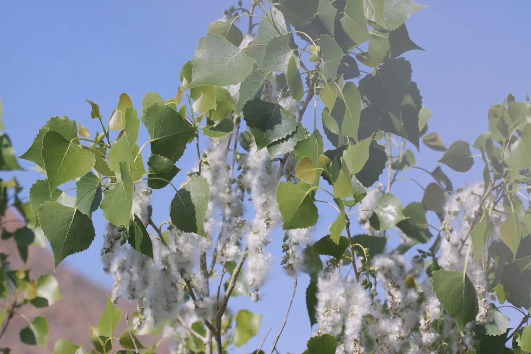 3 Eastern Cottonwood Tree 2-3 Ft Populus Deltoides Bare Root Starter ...