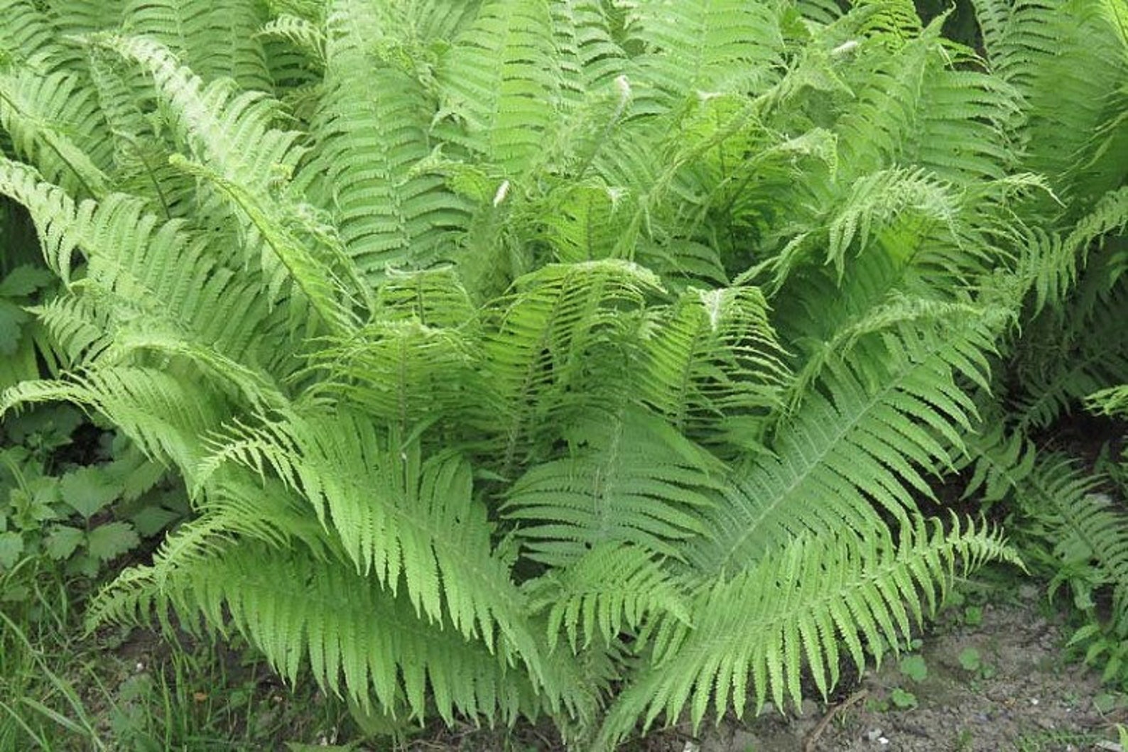 3 Lady Ferns Bare Root Athyrium Filix-femina Woodland - Etsy