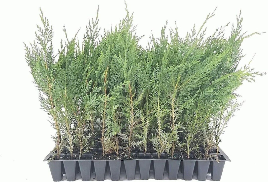 30 Murray Cypress Tree Seedlings: Evergreen Privacy Screen Plants - Etsy