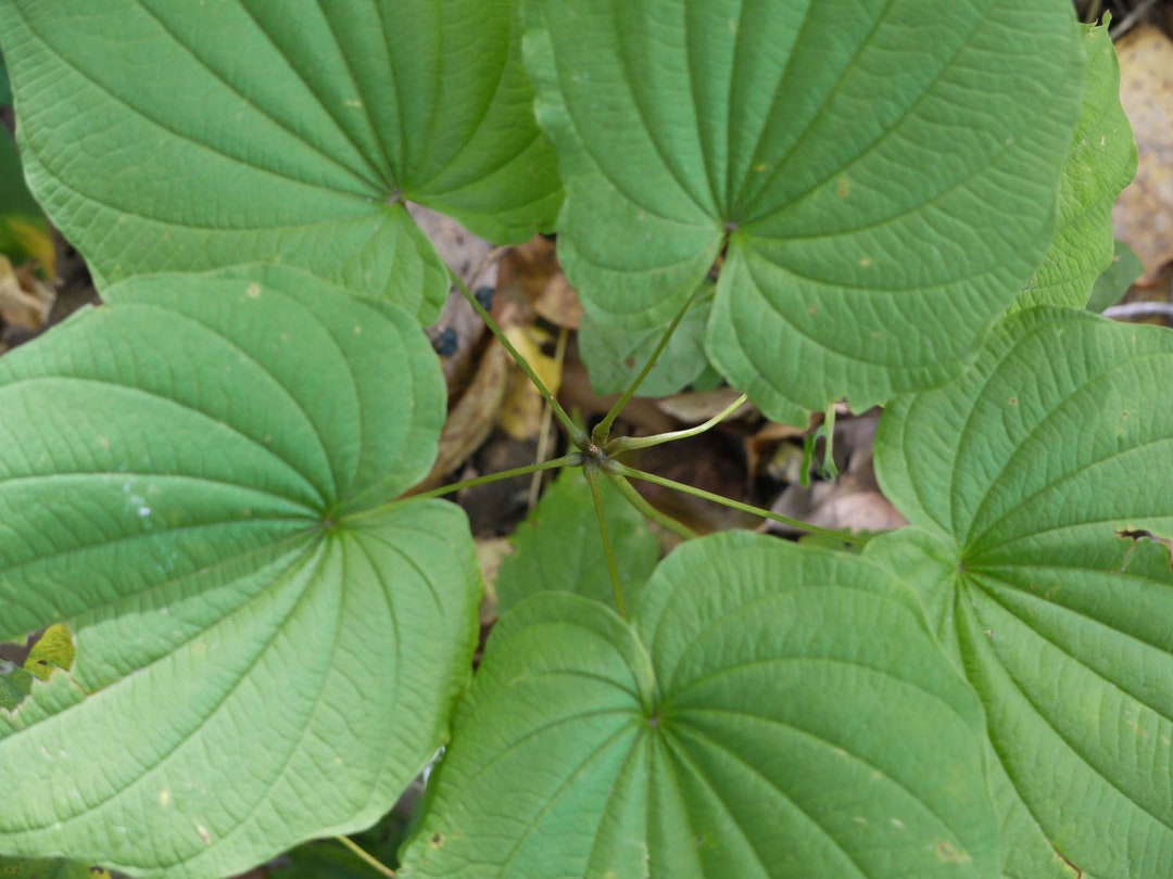 Wild Yam Plant Dioscorea Villosa Bare Root Organic Perennial Vine ...