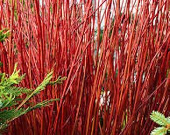 Cornus Sericea 'bergeson Compact' - Dwarf Red Twig Dogwood - 4" Pot ...