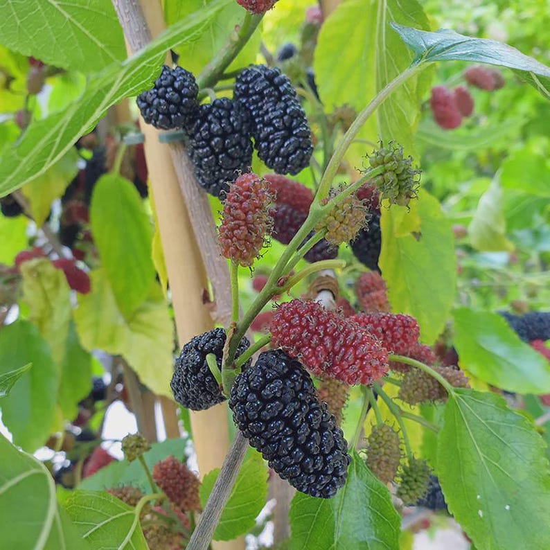 10 Mojo Berry Mulberry Bush Starter Plant Morus Rotundiloba - Etsy