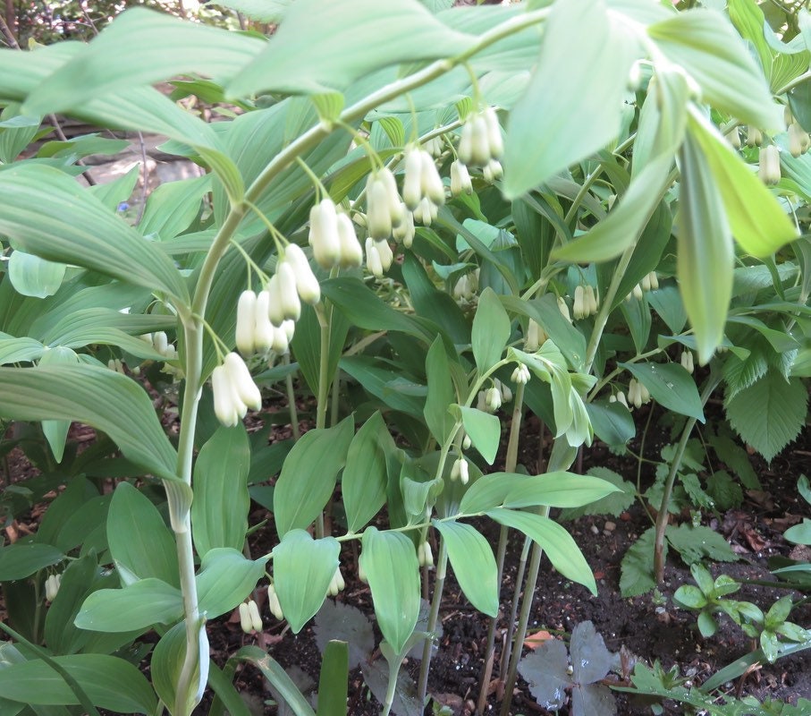 20 Solomons Seal Plant Bare Root Polygonatum Biflorum Organic ...