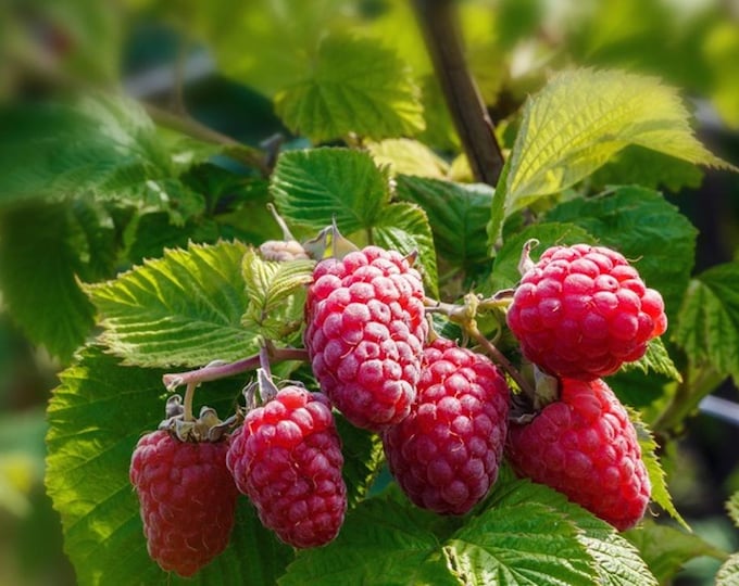 3 Raspberry Plants "royalty Purple"-large, High-quality Fruit (3 Large ...