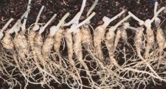 Home & Living 10 American Ginseng Roots 2yr old Bare Root Panax ...