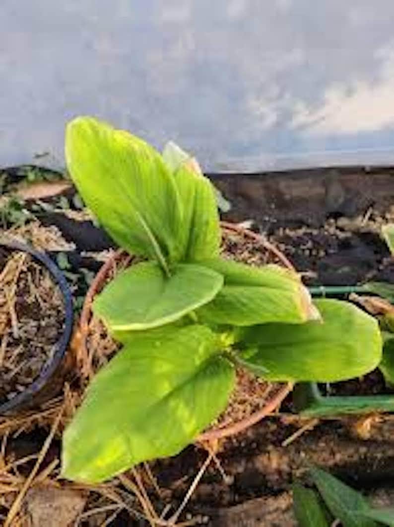 1 Chinese Keys Finger Root Starter Plug Boesenbergia Rotunda Bare Root ...