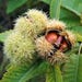 1 Dunstan Hybrid Chestnut Tree (12-24in Bare Root) - Etsy