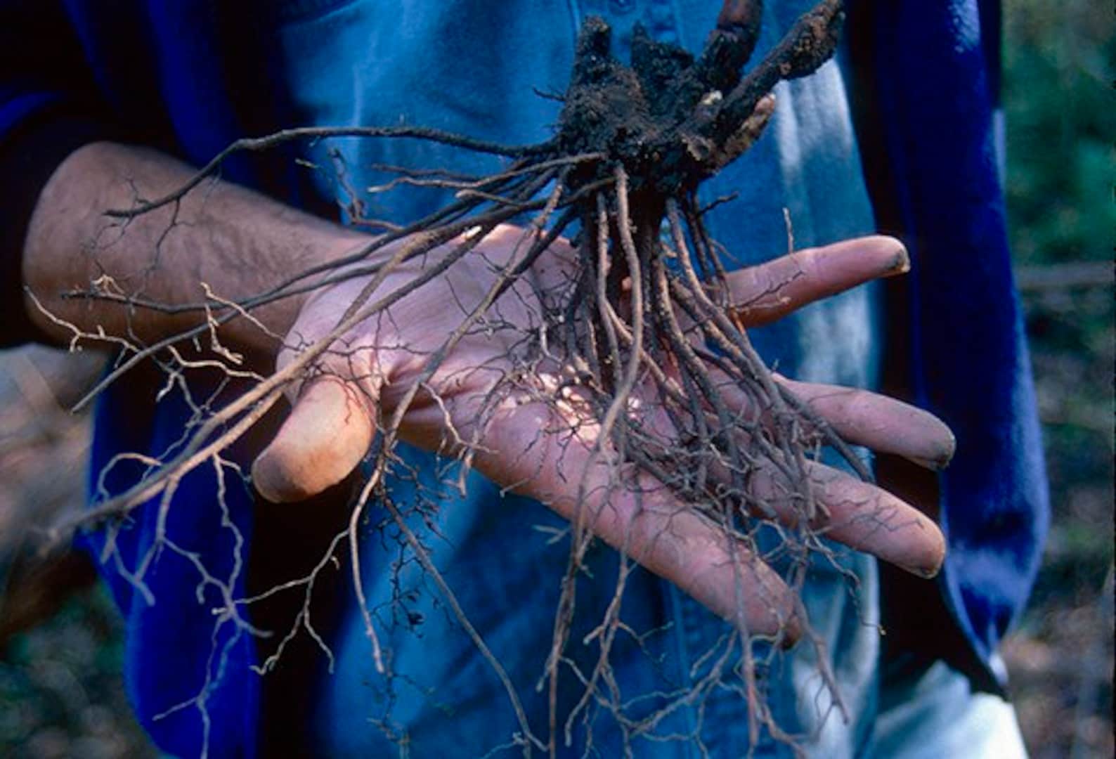 50 Black Cohosh Plants Bare Roots Actaea Racemosa Organic Root - Etsy