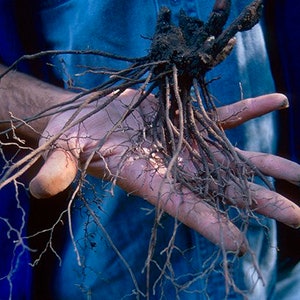 30 Black Cohosh Plants Bare Roots Actaea Racemosa Organic Root ...