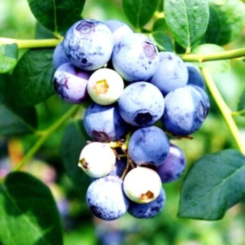 10 Sweet Crisp Blueberry Starter Plug Vaccinium Corymbosum - Etsy
