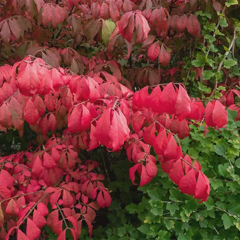 5 Burning Bush Plants, 1-year Winged Euonymus Bare Root Shrubs - Etsy