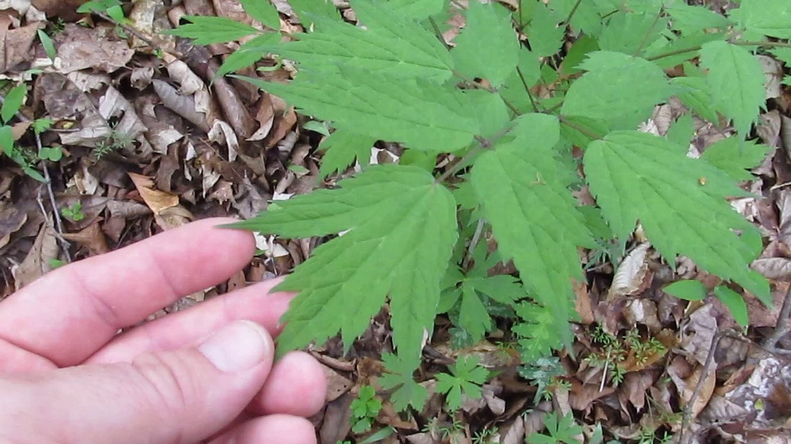 50 Black Cohosh Plants Bare Roots Actaea Racemosa Organic Root - Etsy