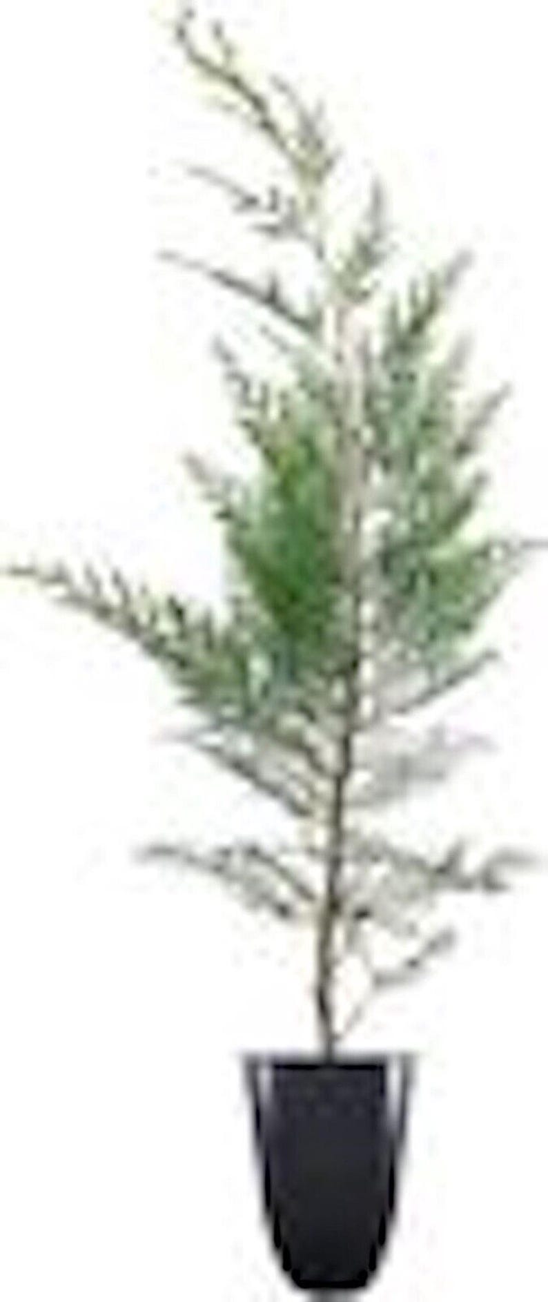 20 Murray Cypress Tree Seedlings | Fast Growing Evergreen Privacy ...