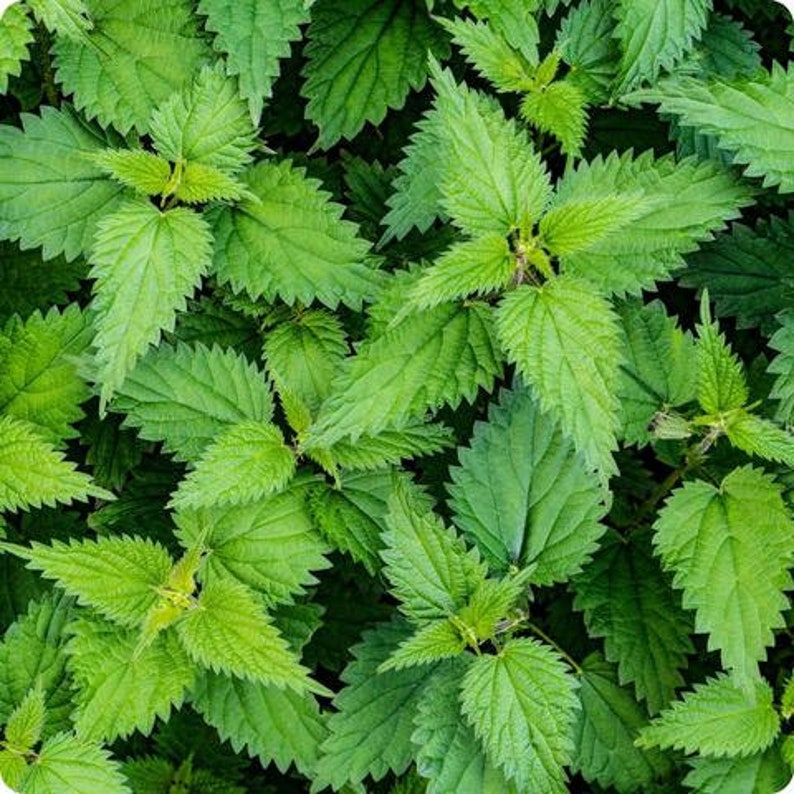 20 Stinging Nettle Plant Bare Roots Only Urtica Dioica Organic ...