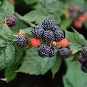 5 Black Hawk Black Raspberry Plants Rubus Occidentalis 1-2 Yr Old Hardy ...