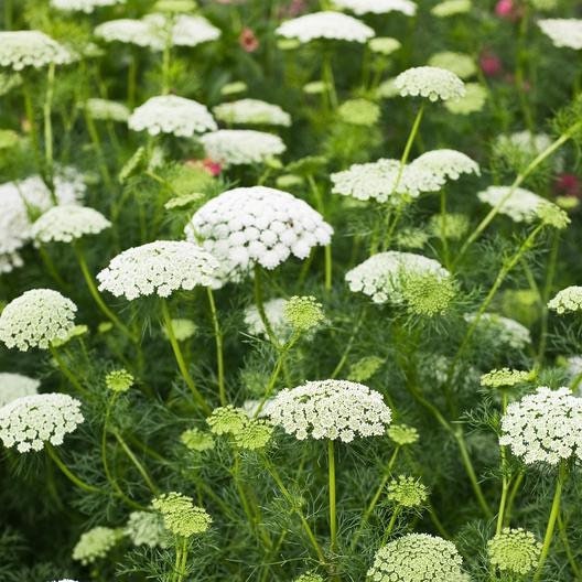 Queen lace store