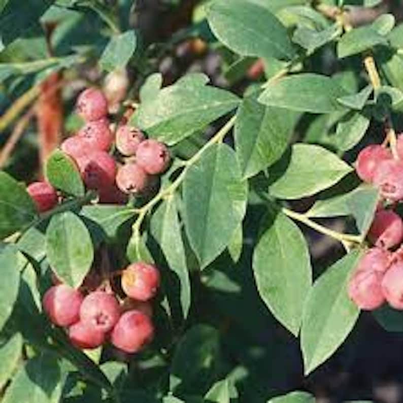 10 Florida Rose Rabbiteye Blueberry Highbush Starter Plant Fruit Plant ...