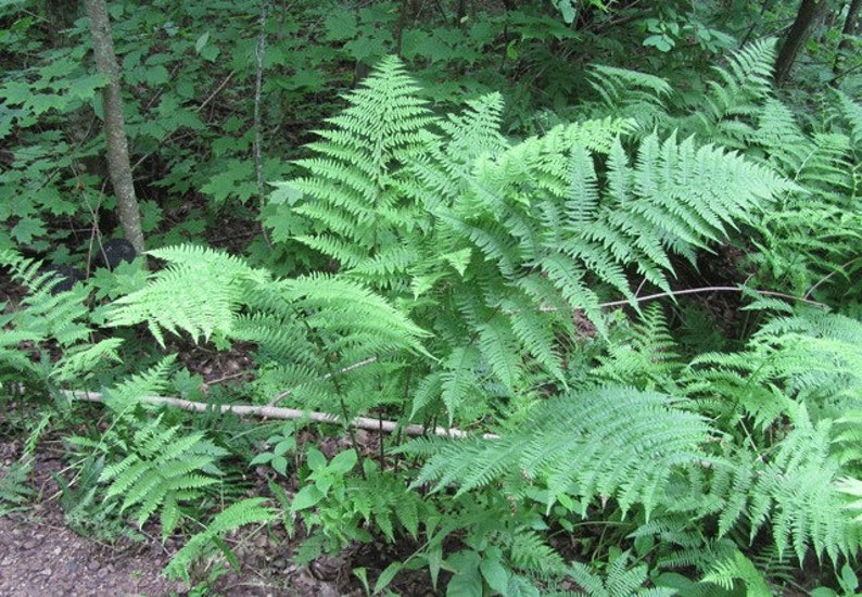 3 Lady Ferns Bare Root Athyrium Filix-femina Woodland Perennial Plant ...
