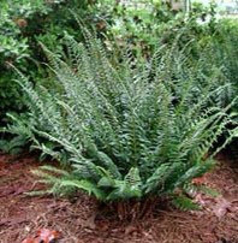 10 Christmas Ferns Bare Root Polystichum Acrostichoides - Etsy