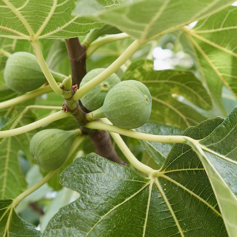 3 Lattarula Fig Starter Plug Italian Honey Ficus Carica 'lattarula' - Etsy