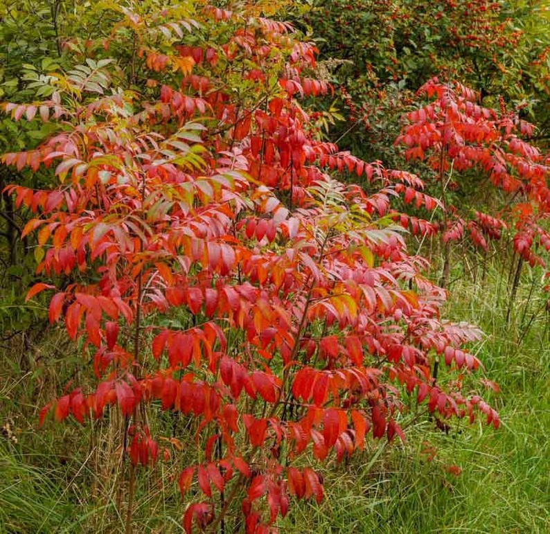 1 Flameleaf Sumac 6-12" Starter Plant Rhus Copallinum Bare Root - Etsy