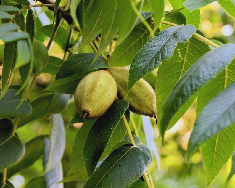 5 White Walnut Tree (juglans Cinerea), 12-24in Tall, Bare Root - Etsy