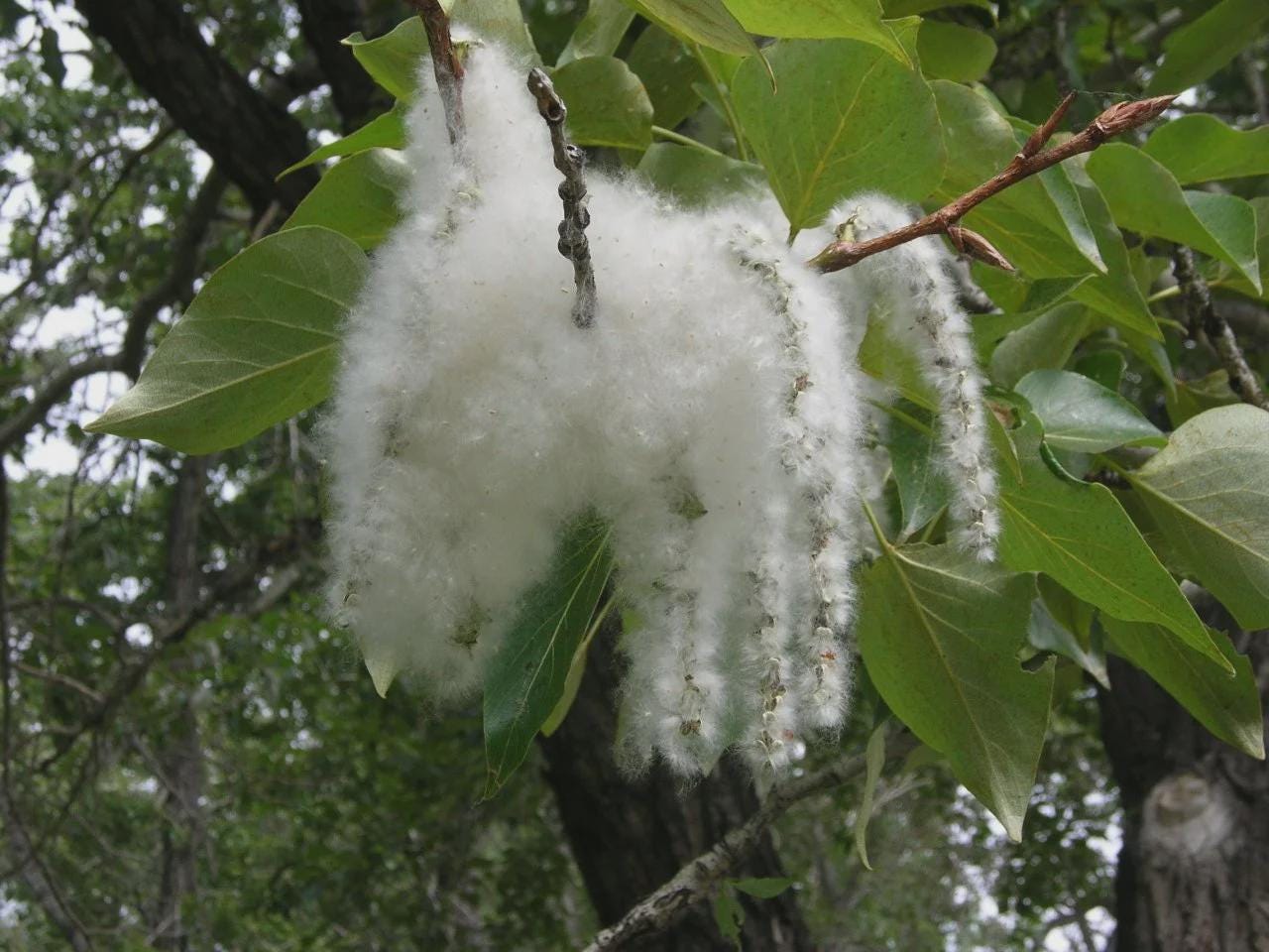 3 Eastern Cottonwood Tree 2-3 Ft Populus Deltoides Bare Root Starter ...