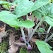 3 Wild Ginger Plants Bare Roots Asarum Canadense Organic Planting Stock ...