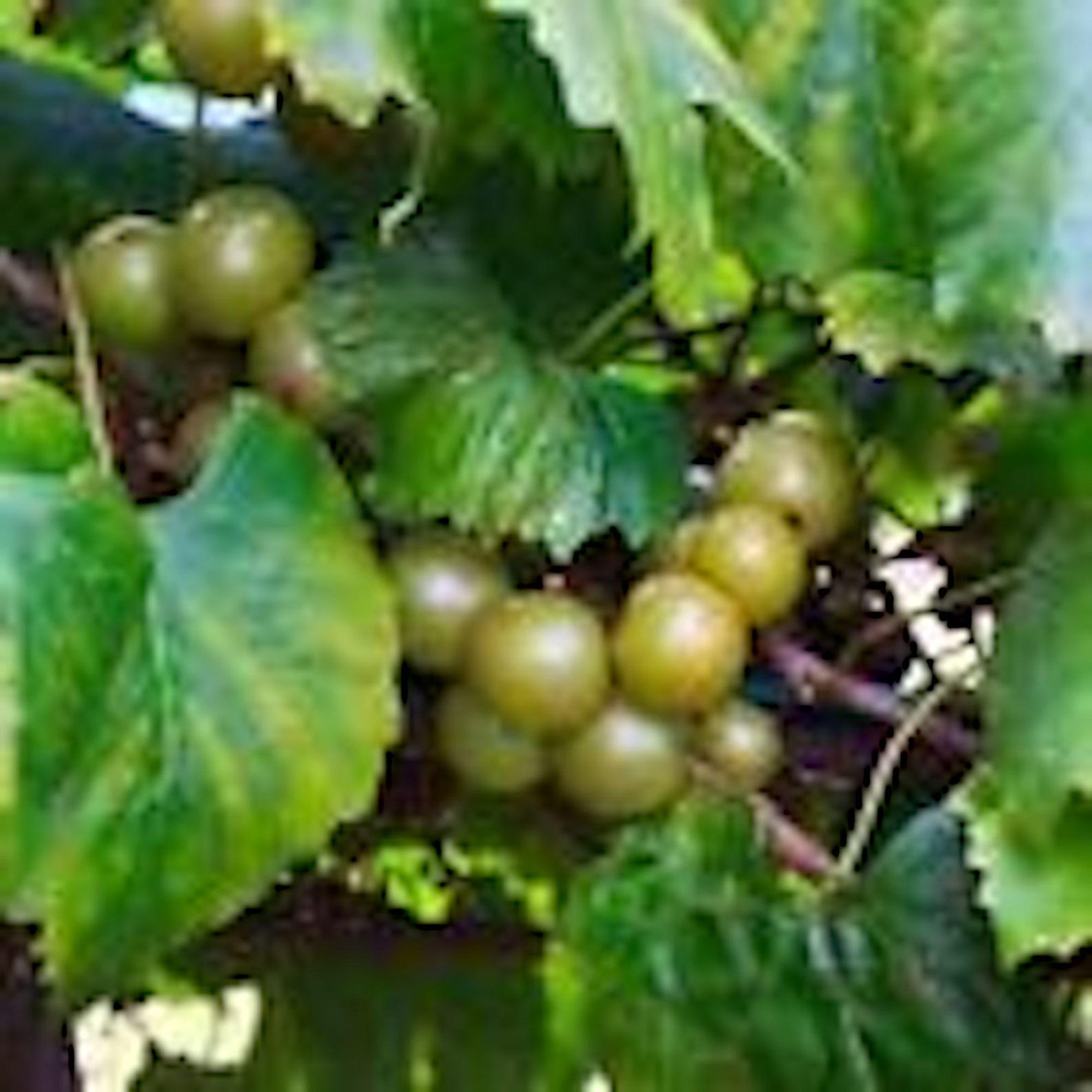 10 Muscadine Grape Plant Carlos Vitis Rotundifolia Starter Plant Sweet ...