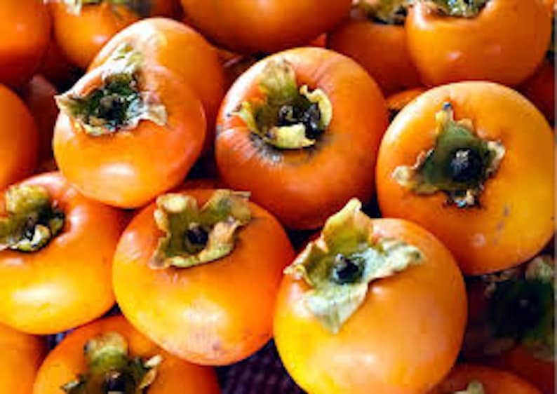 100 American Persimmon Tree Seeds, Diospyros Virginiana, Organic ...