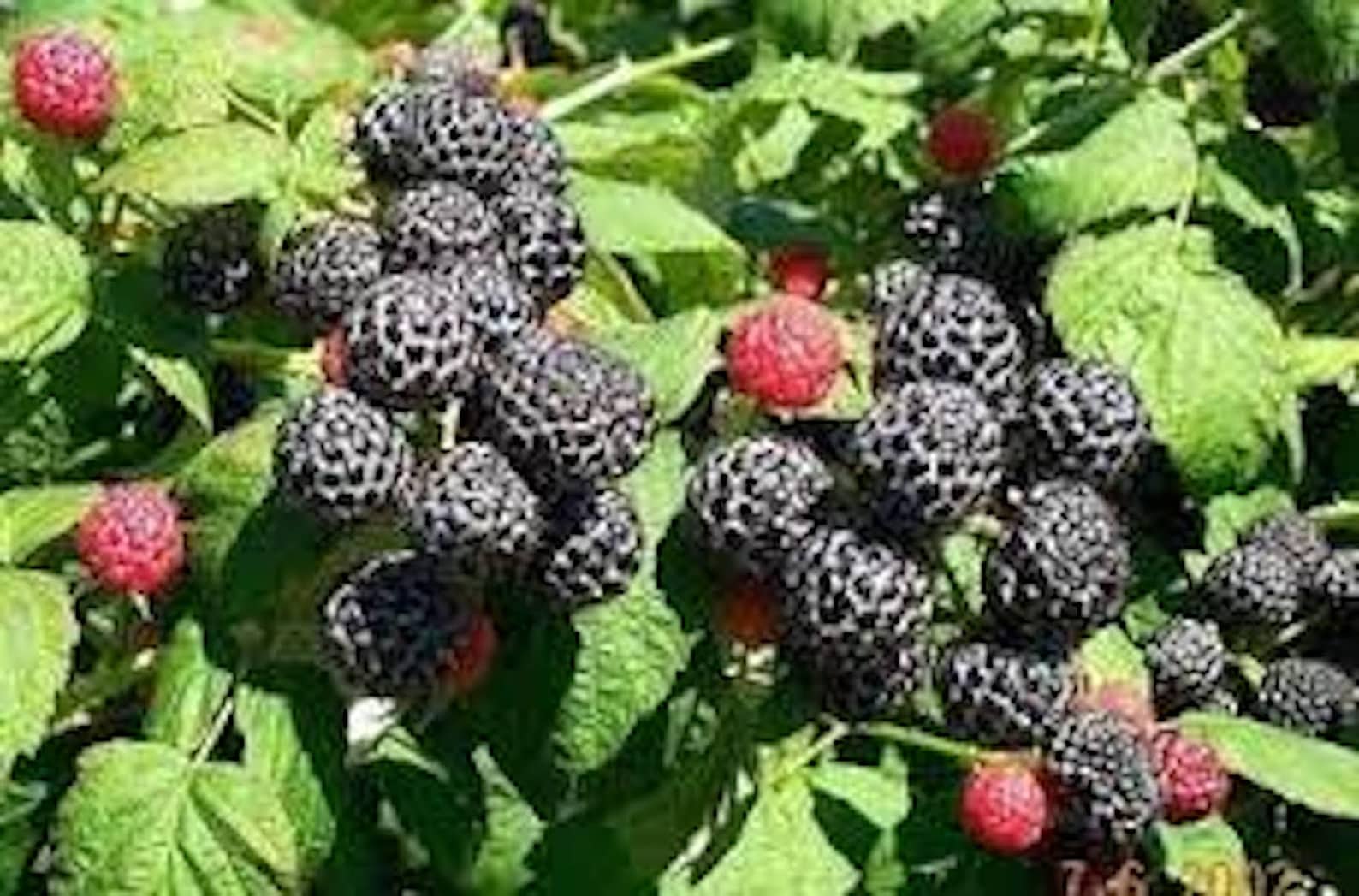 3 Cumberland Black Raspberry Plants Rubus Occidentalis 2 Yr Old Fruit ...