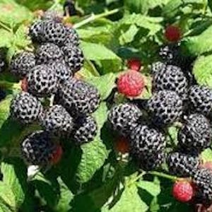 3 Cumberland Black Raspberry Plants Rubus Occidentalis 2 Yr Old Fruit ...