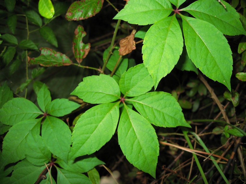 3 Virginia Creeper Ivy Vine Plants, Scarlet Fall Color (bare Root) - Etsy
