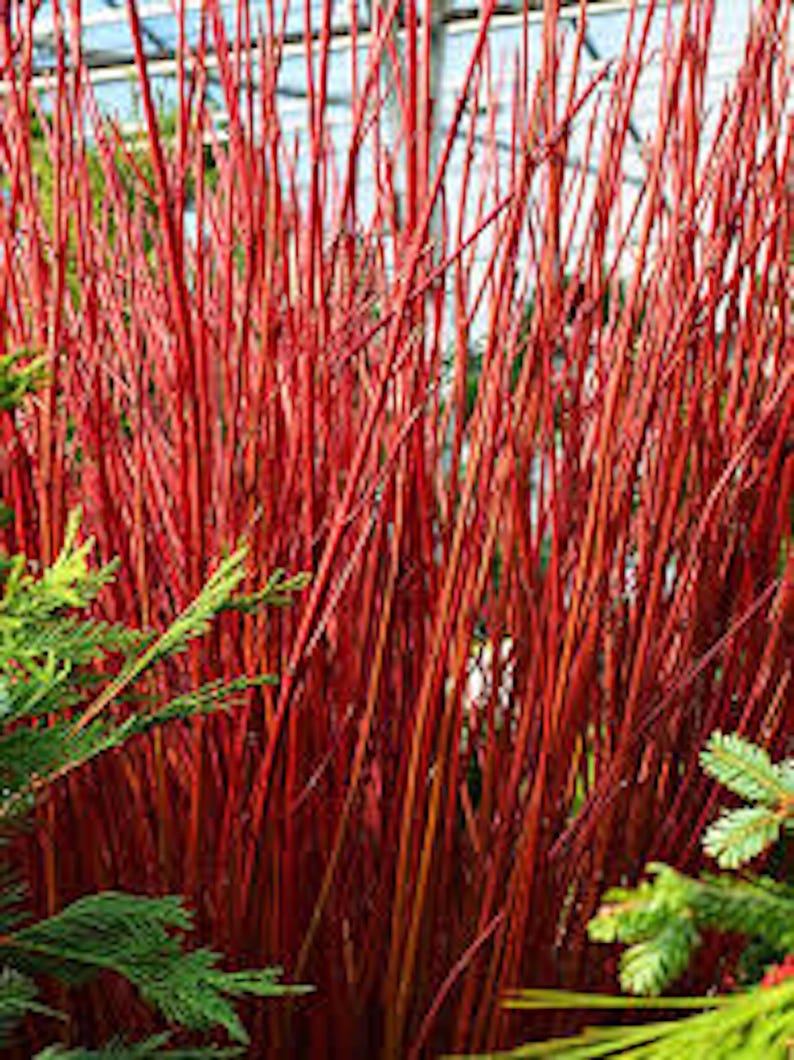 1 Red Twig Dogwood Shrub 12-24in Tall Cornus Sericea Landscape Plant - Etsy