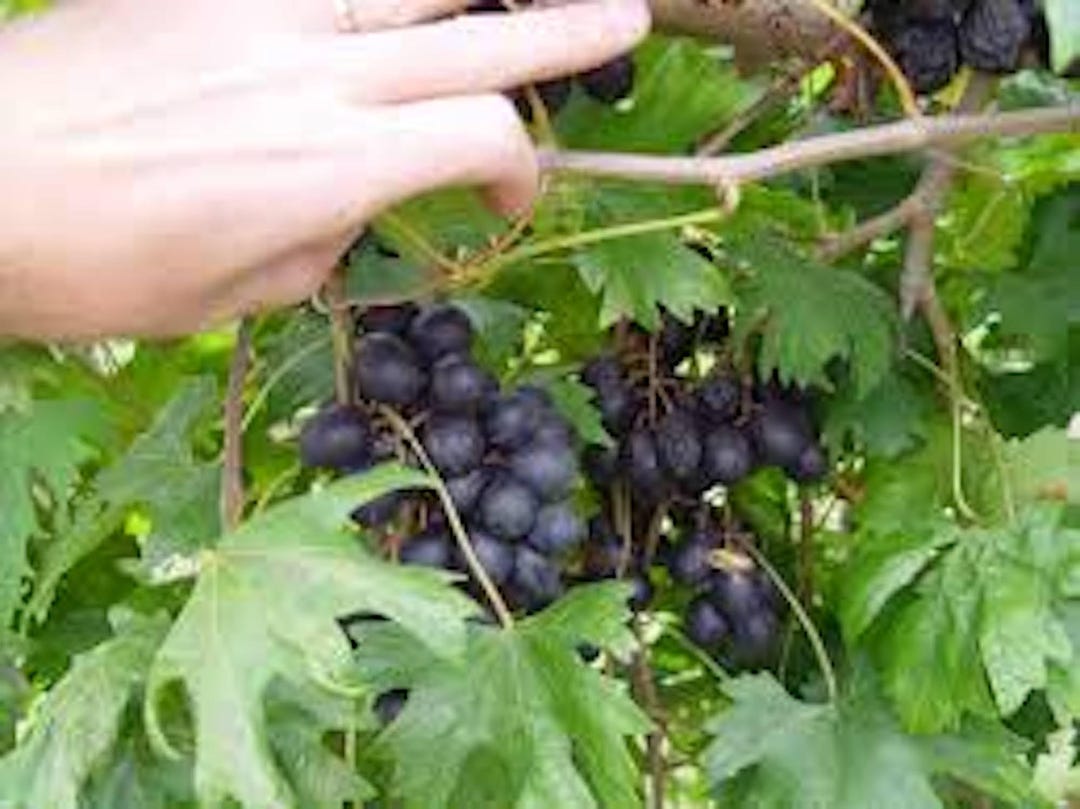 1 Southern Home Muscadine Grape Plant: Alachua Black Fruit Vine - Etsy