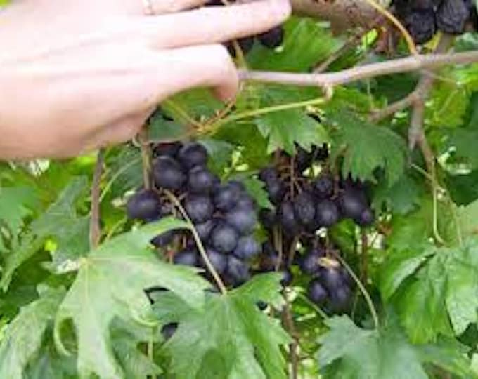 Native Muscadine Grape Climbing Vine 4'' Pot - Etsy