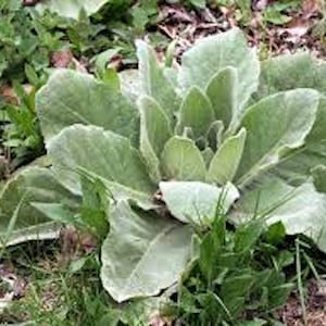3 Mullein Plant Verbascum Thapsus Organic Fuzzy Leaf Bare Root No ...