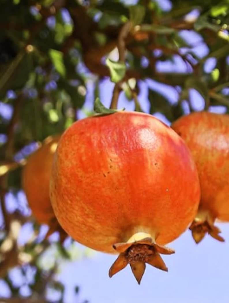 1 Salavatski Russian Pomegranate Tree Starter Plant Punica Granatum ...
