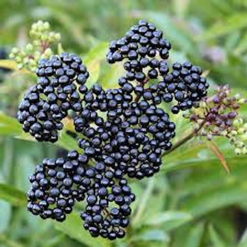 3 American Elderberry Plant 6-12" Sambucus Canadensis Organic Black ...