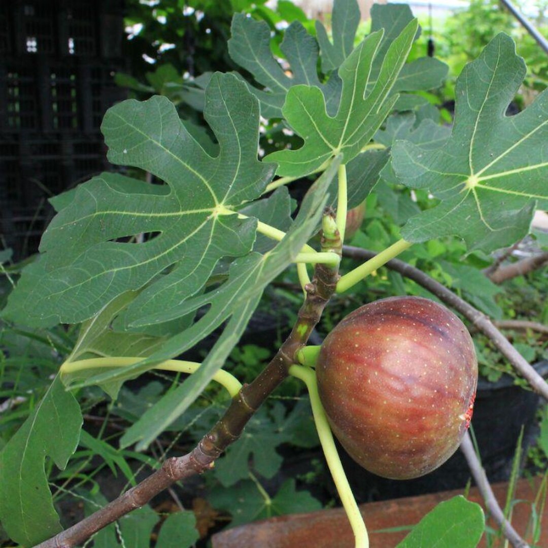1 Dwarf Beer's Black Fig Tree Starter Plug - Etsy