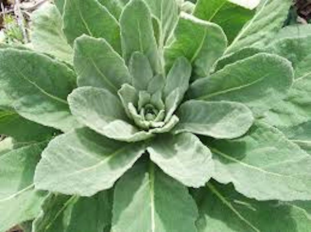 3 Mullein Plant Verbascum Thapsus Organic Fuzzy Leaf Bare Root No ...