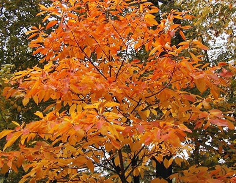 1 Sassafras Tree 12-24" Sassafras Albidum Bare Root Starter Plant - Etsy