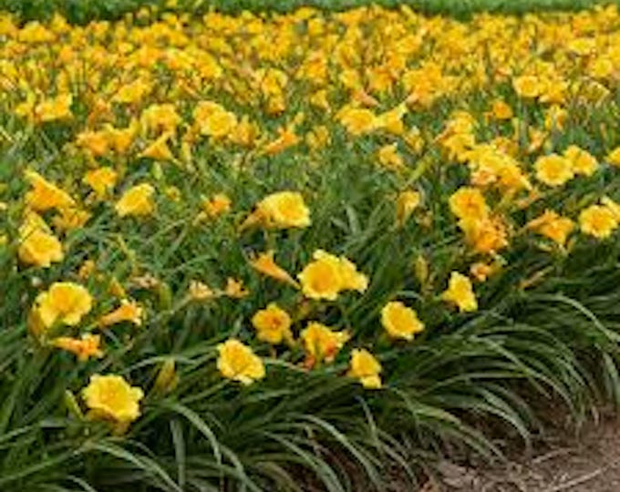 Stella D'oro Daylily - 1 Daylily Fans - Etsy