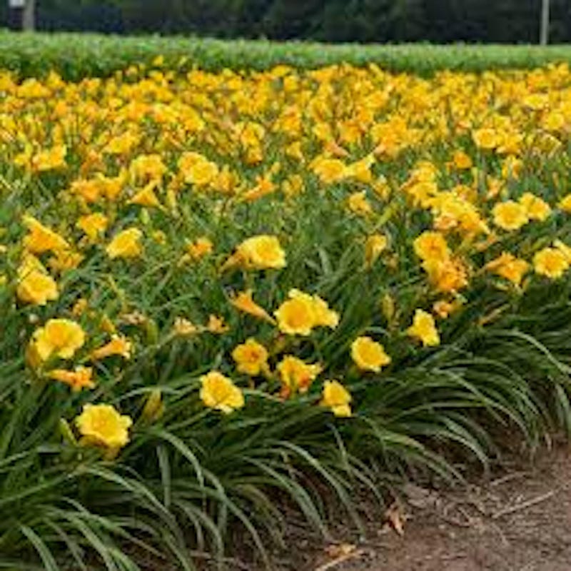 Bare Root Daylily Plants - Etsy