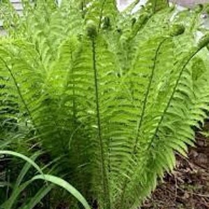 5 Ostrich Fern Bare Root Fiddlehead Matteuccia Struthiopteris Perennial ...