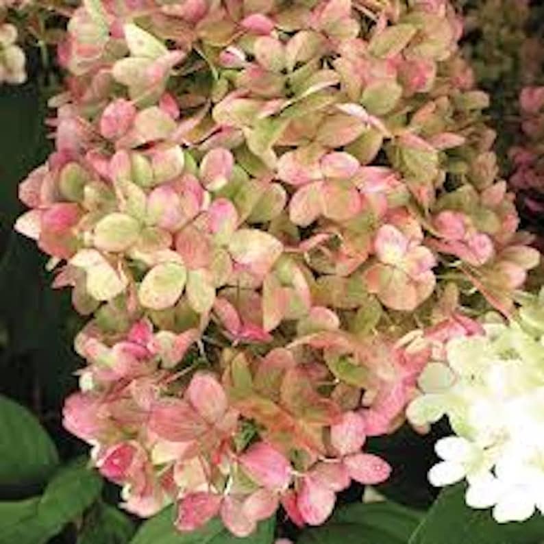 5 Limelight Hydrangea Bare Root Plug Starter - Etsy