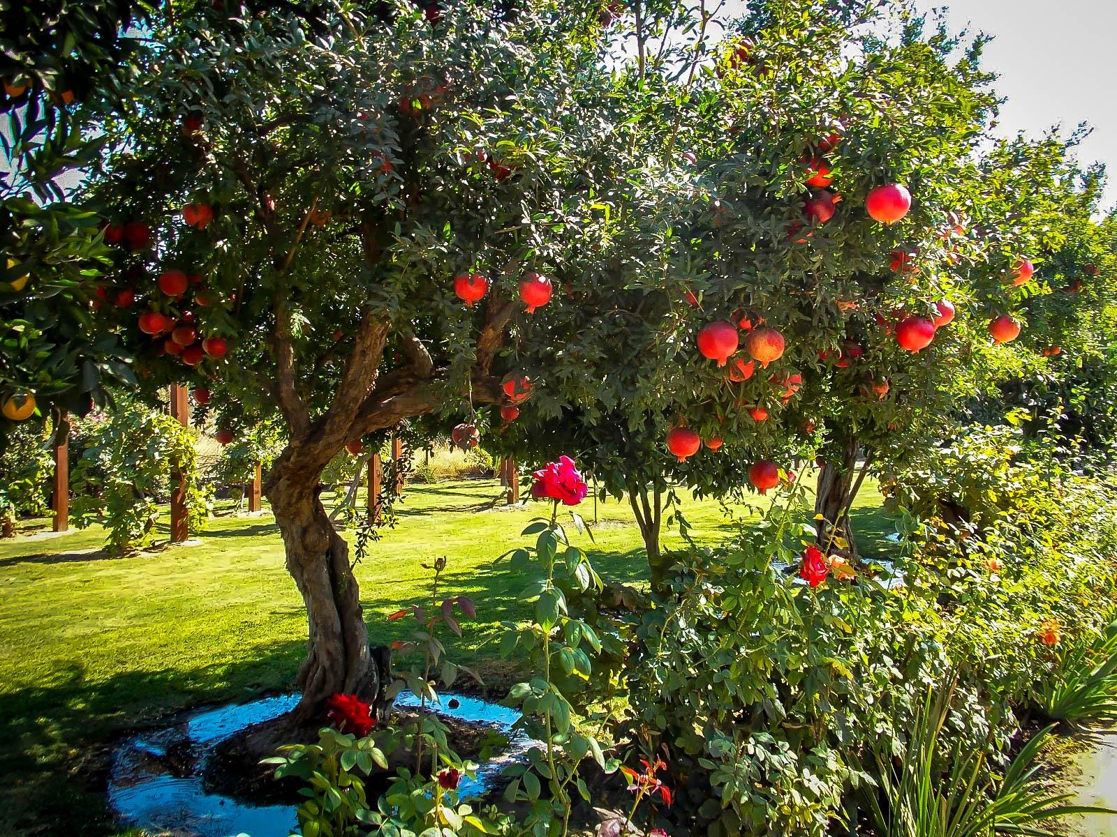 1 Salavatski Russian Pomegranate Tree Starter Plant Punica Granatum ...