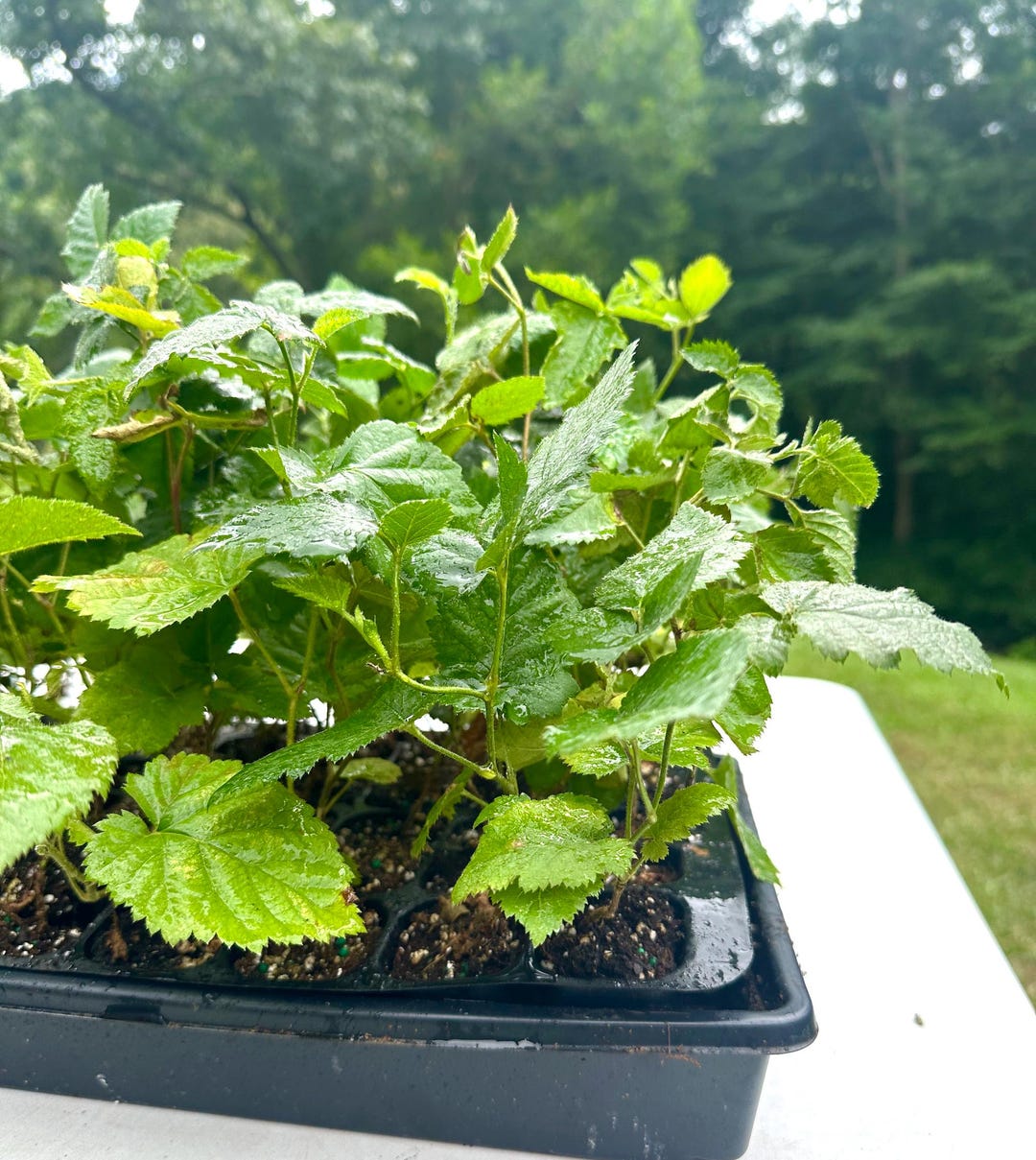3 Apache Thornless Blackberry Plant RARE Blackberry Starter Plant Live ...